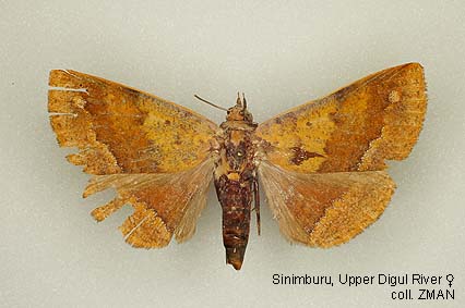 Papua Insects Foundation (Lepidoptera/Erebidae (Erebinae, Cocytiini ...